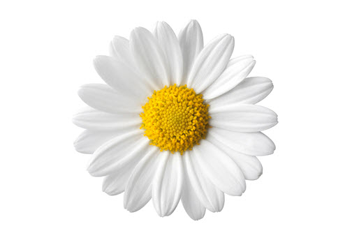 Aya Traveler Erin Nominated for a DAISY Award | Aya Healthcare